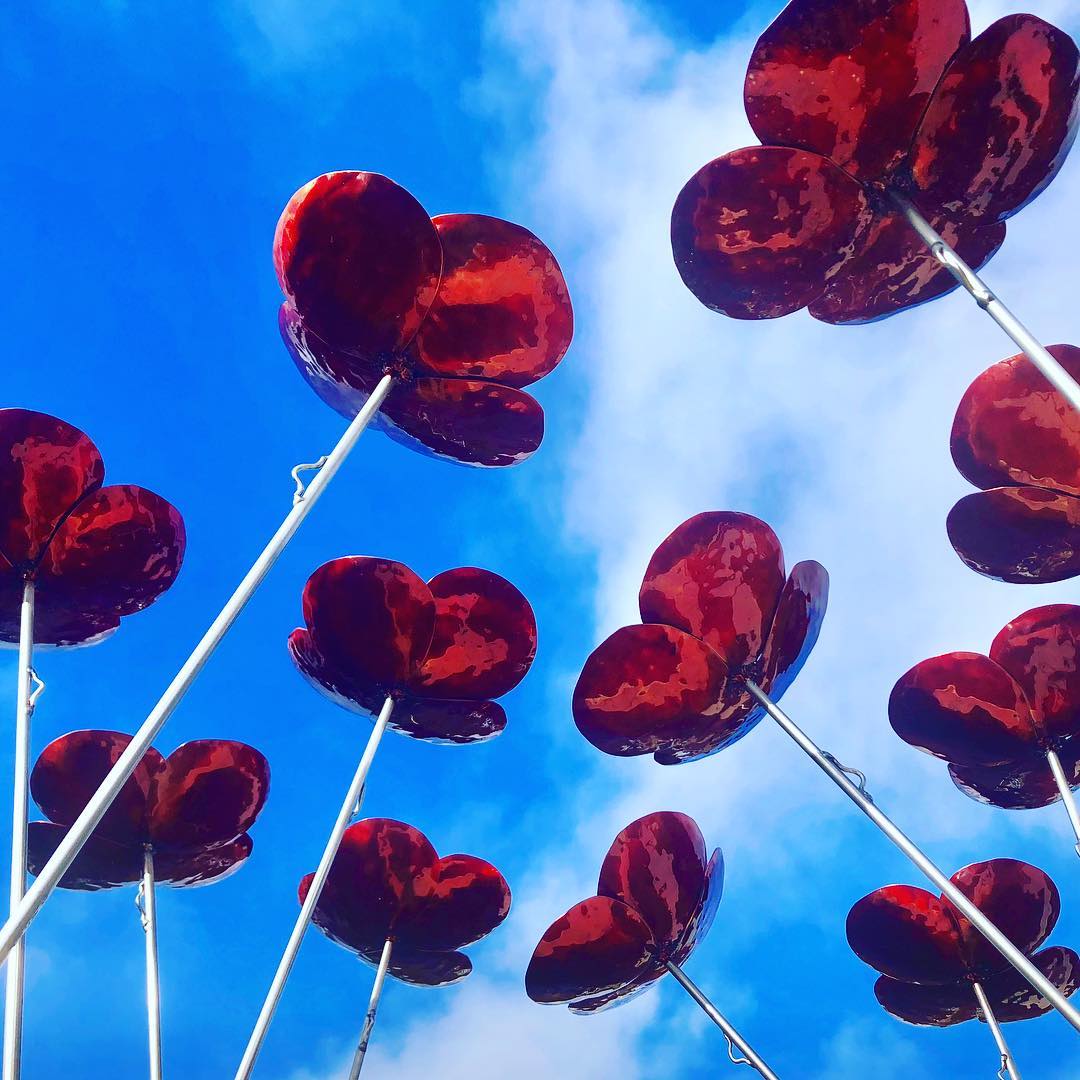 New Forest Poppy Hunt - michael turner studios